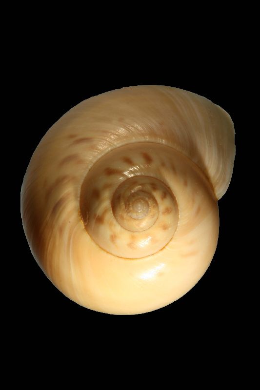 Euspira catena | The Conchological Society of Great Britain and Ireland